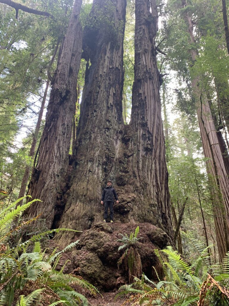 Guide to the Best Hikes in Redwood National Park