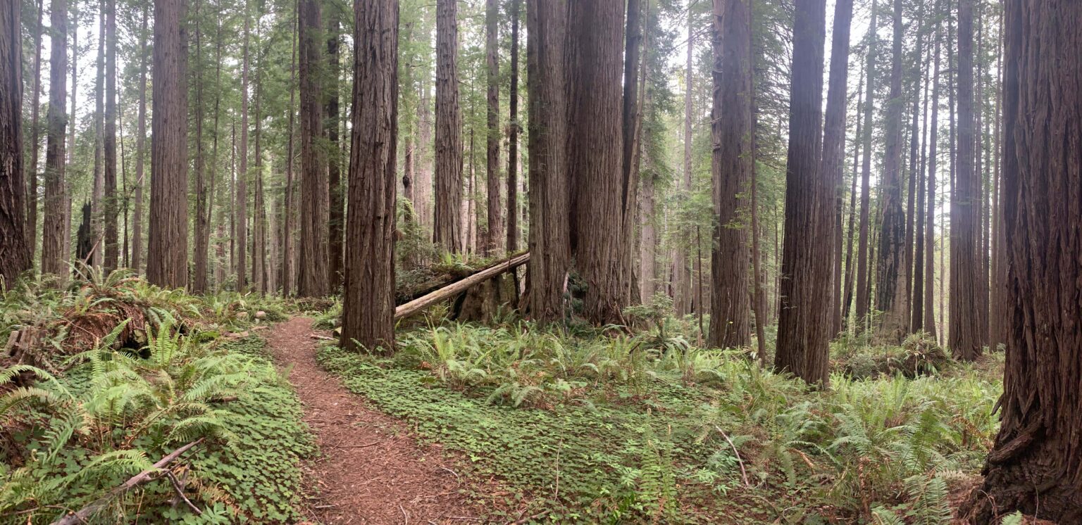 Guide to the Best Camping in Redwood National Park